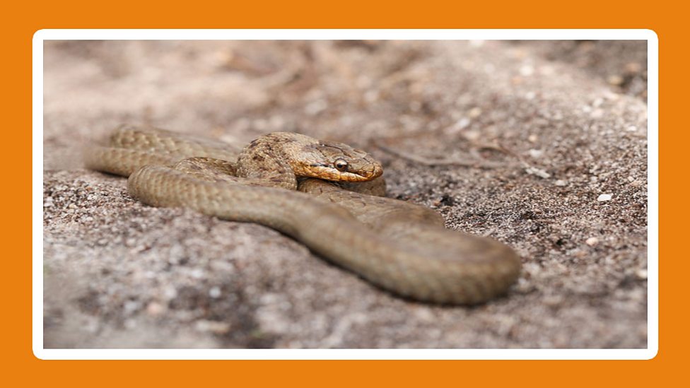 What do animals need to survive? - BBC Bitesize