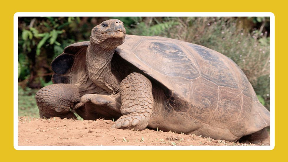 What do animals need to survive? - BBC Bitesize