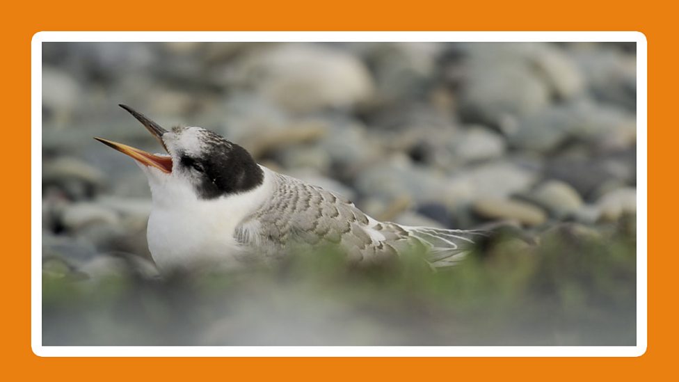 KS2 Sustainability (Wales) - BBC Bitesize
