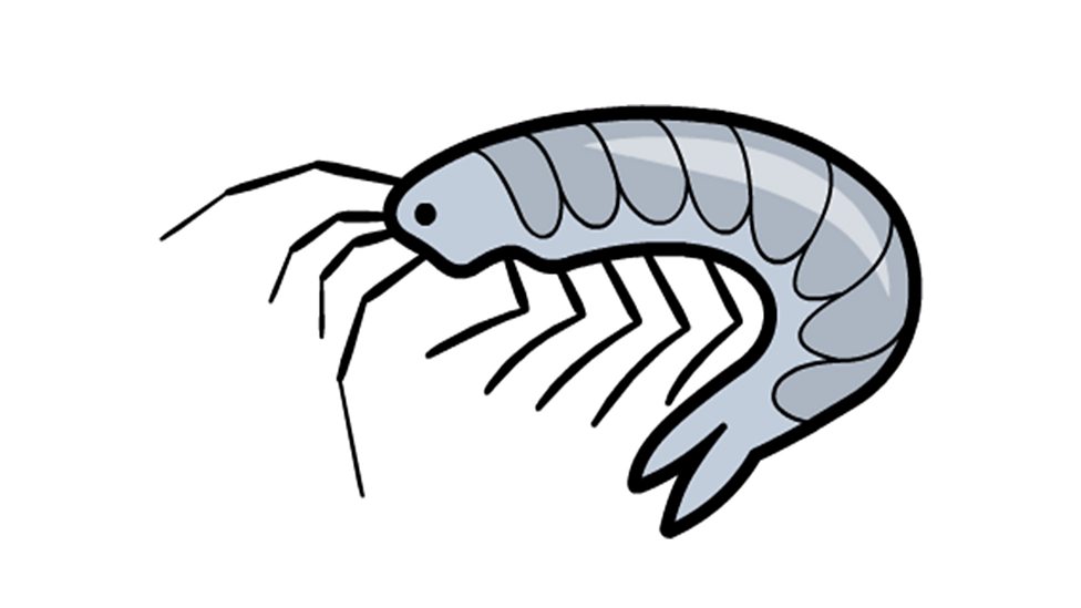 What are minibeasts? - BBC Bitesize