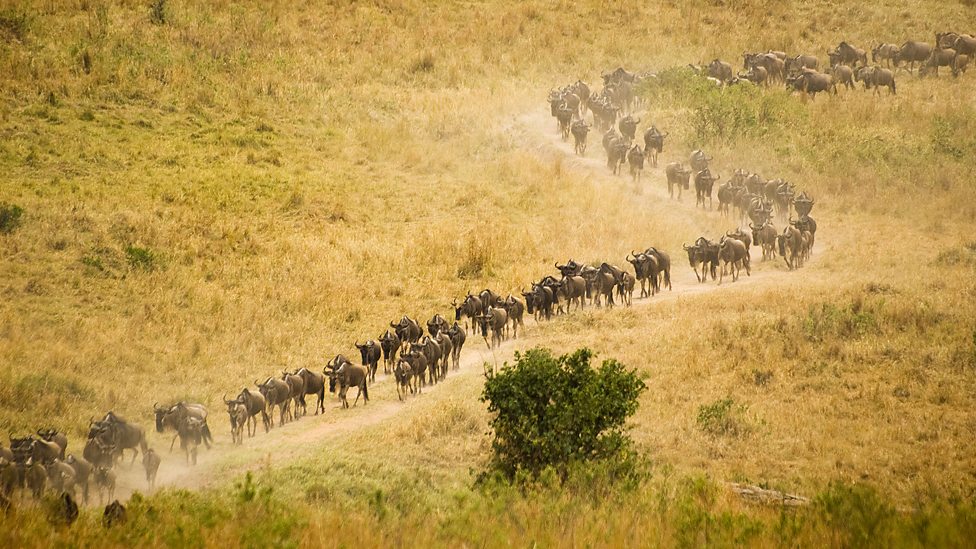 What is migration and why do some animals migrate? - KS2 Sustainability ...