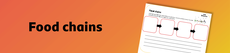 What is a food chain? - BBC Bitesize