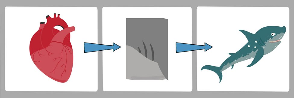 Transport of nutrients and water - BBC Bitesize
