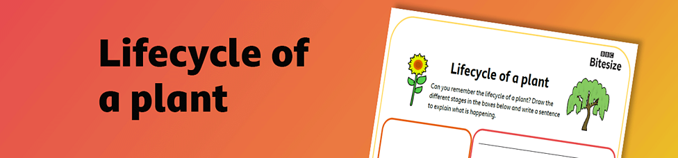The lifecycle of a plant - BBC Bitesize