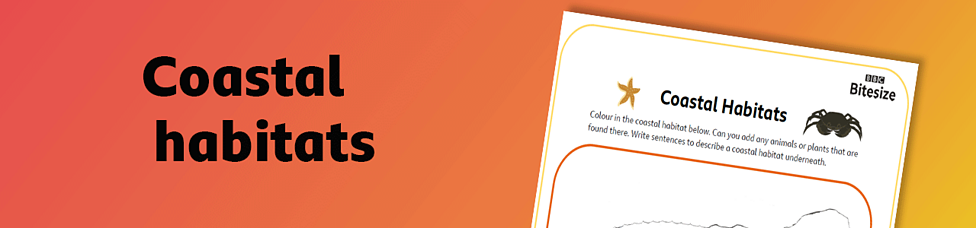 What is a coastal habitat? - BBC Bitesize