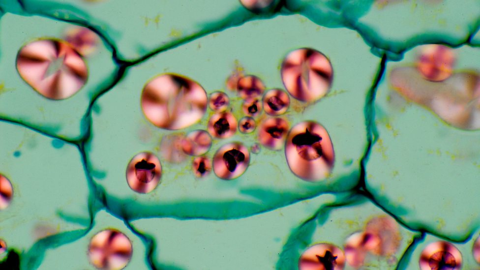 Why are scientists so intrigued by the food matrix? - BBC Food