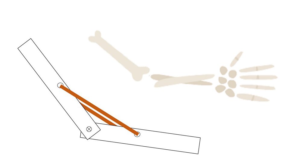 How do your muscles work? - BBC Bitesize