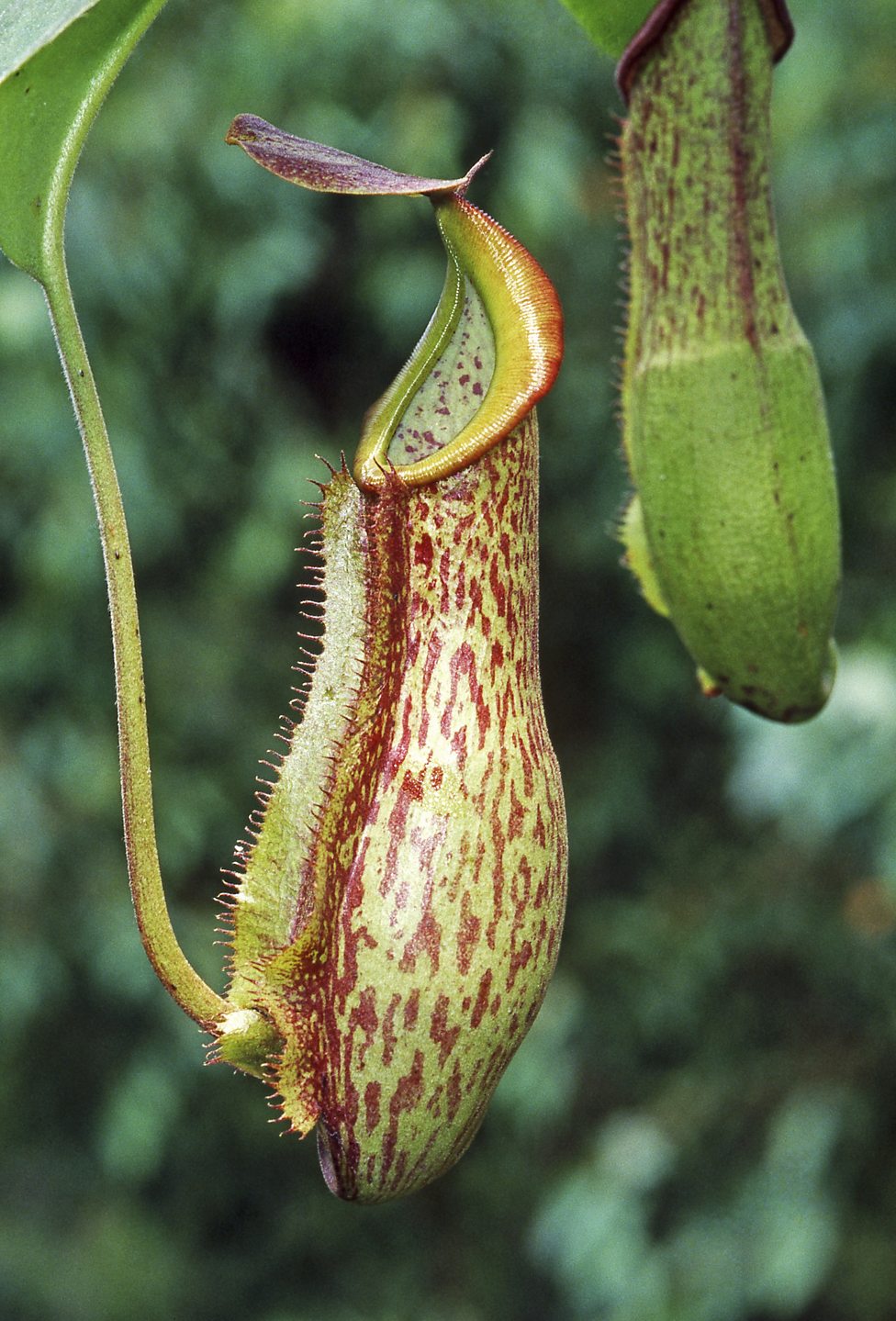 Six of the world’s most astonishing plants - BBC Bitesize