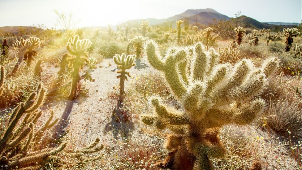 Six of the world’s most astonishing plants - BBC Bitesize