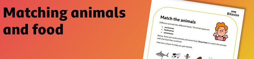 What do animals eat? - BBC Bitesize