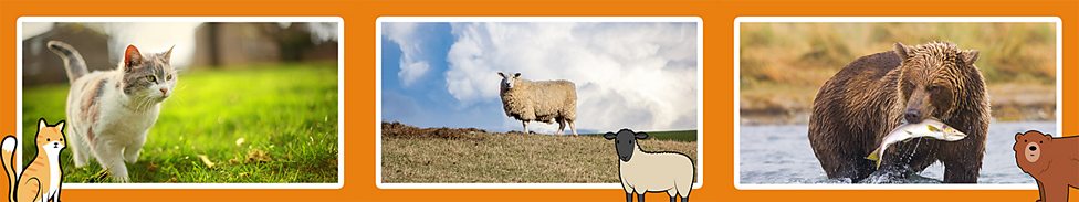 What do animals eat? - BBC Bitesize