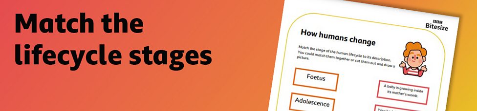 Changes in humans during their lifetime - BBC Bitesize