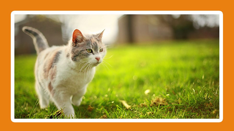 What does your skeleton do? - BBC Bitesize