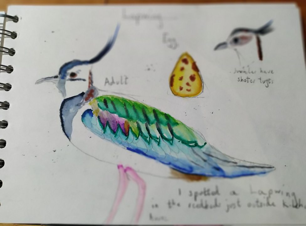 How to start a nature journal - BBC Bitesize