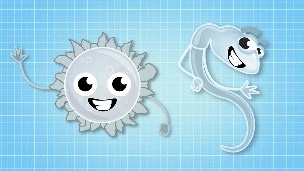 KS2 PSHE: Operation Ouch! How are babies made? (full programme) - BBC ...