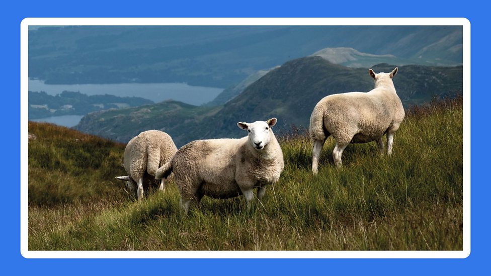 Exploring food and farming in the UK | KS2 Geography | Year 5 and Year ...