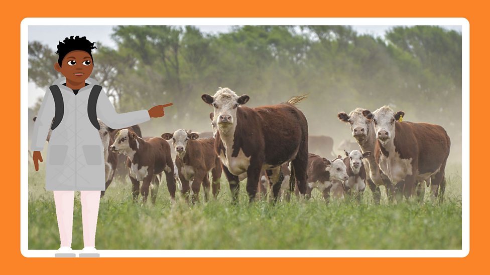 Exploring food and farming in the UK | KS2 Geography | Year 5 and Year ...