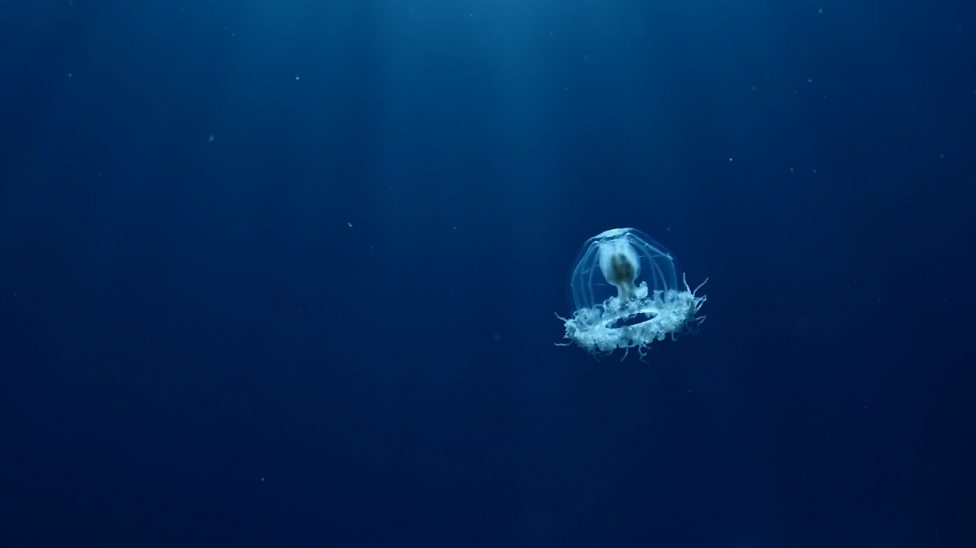 Do immortal animals exist? - BBC Bitesize