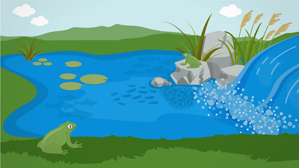 Environment and the UK | KS2 Geography | Year 3 and Year 4 - BBC Bitesize