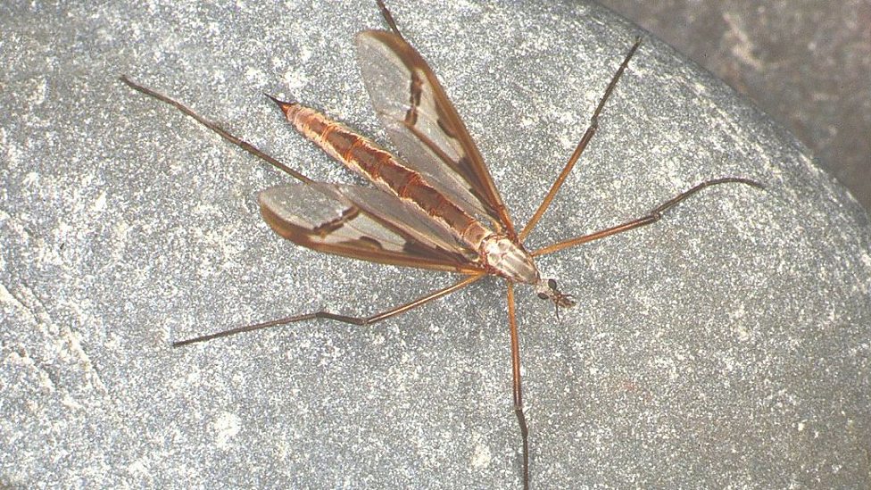 5 surprising insects that live in the UK - BBC Bitesize