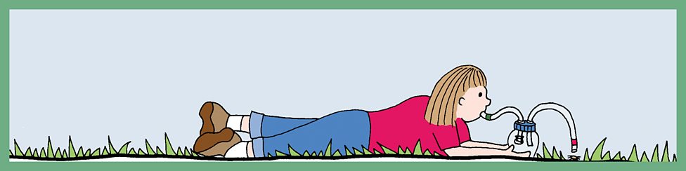 Hunt for minibeasts and make a bug pooter - Parents' Toolkit - BBC Bitesize