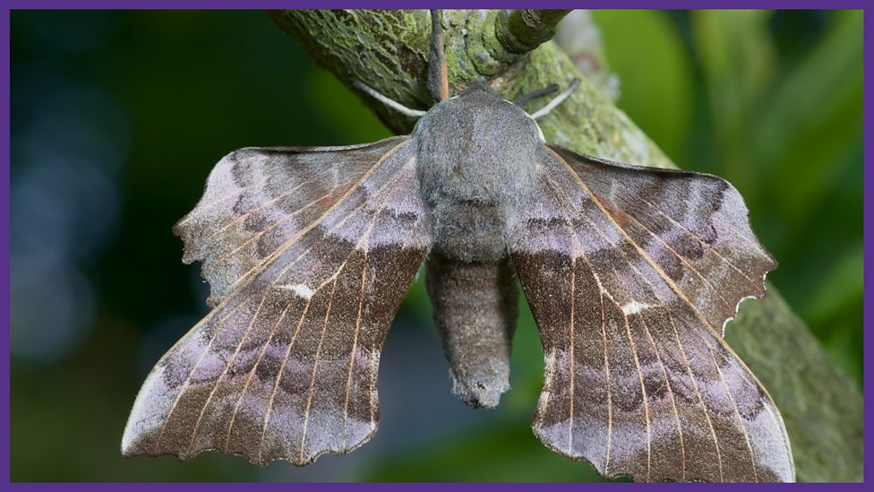 How to make a moth magnet - Parents' Toolkit - BBC Bitesize