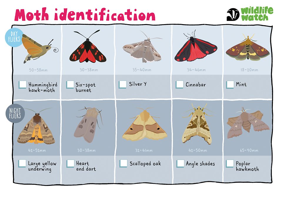 How to make a moth magnet - Parents' Toolkit - BBC Bitesize