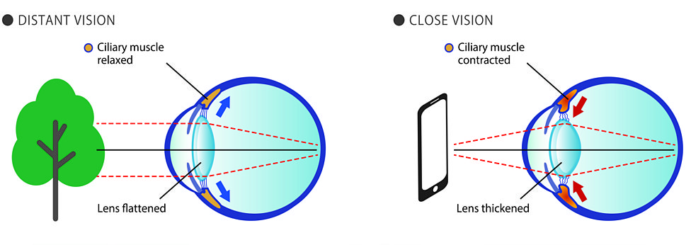 Cameras and the human eye guide for KS3 physics students - BBC Bitesize