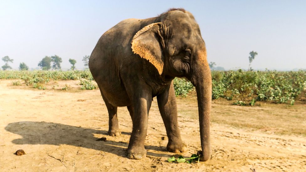 How would animals do at school? - BBC Bitesize