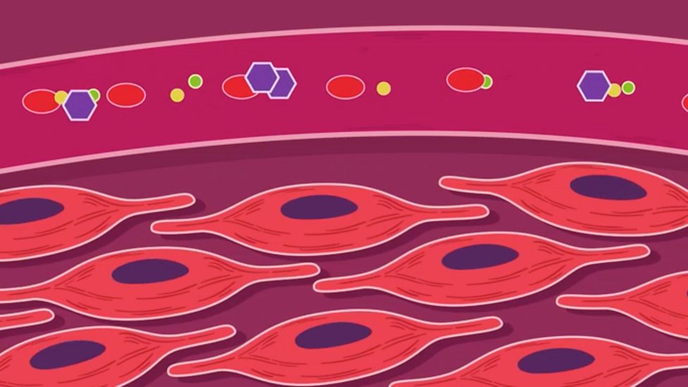 Living processes - GCSE Biology (Single Science) - BBC Bitesize
