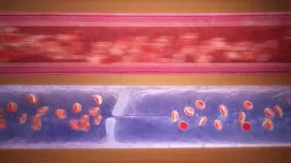 Organisation - GCSE Biology (Single Science) - BBC Bitesize