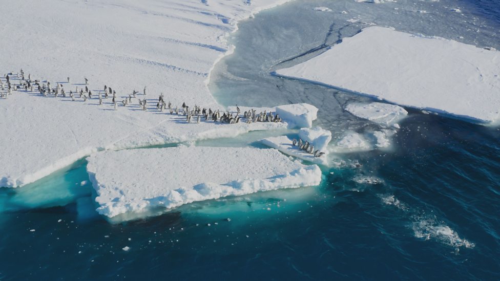 Frozen Planet II: A behind-the-scenes look at the new series - BBC Bitesize