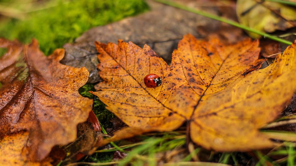 Autumn - BBC Bitesize
