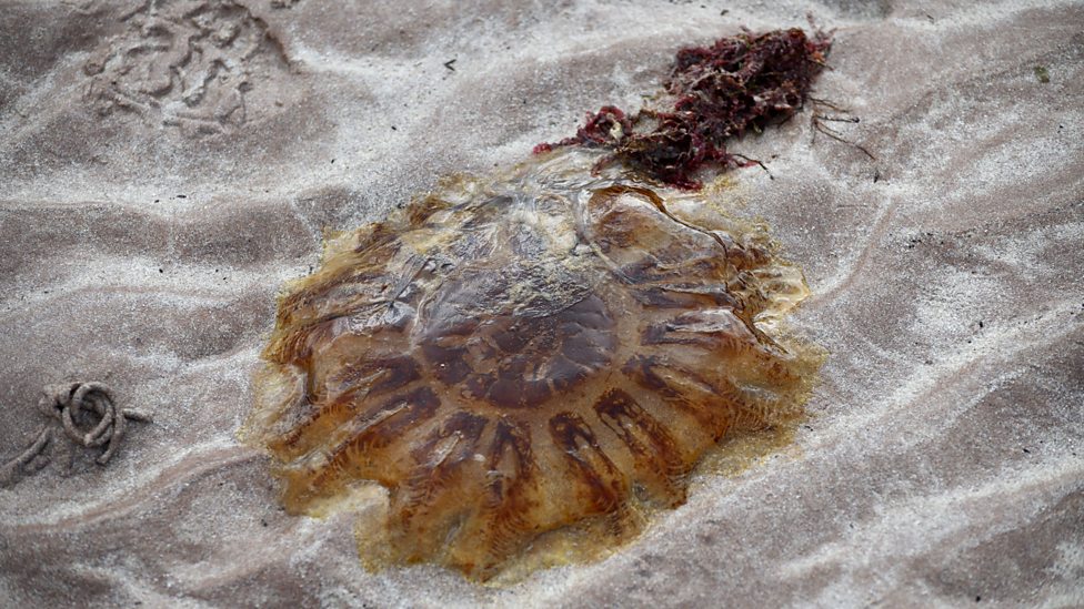 Seaside animals - BBC Bitesize