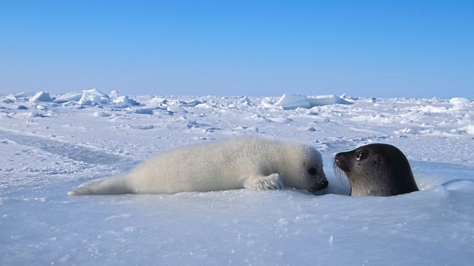 How harp seal pups can help children understand climate change - BBC Teach