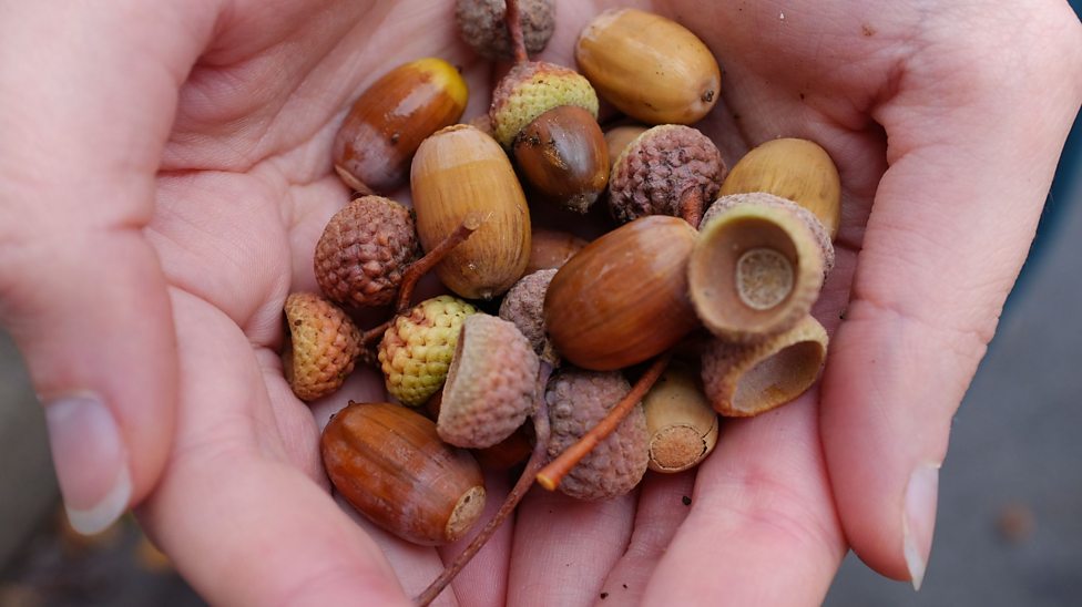 Good luck symbols from around the world - BBC Bitesize