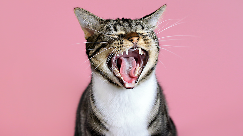 How did our ancestors get their sleep? A short history of sleeping ...