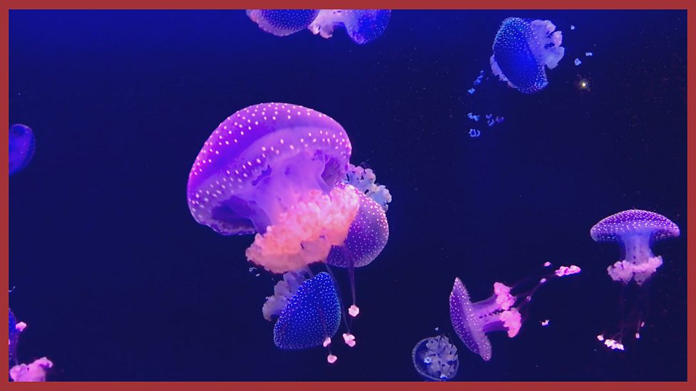 World Oceans Day - BBC Teach