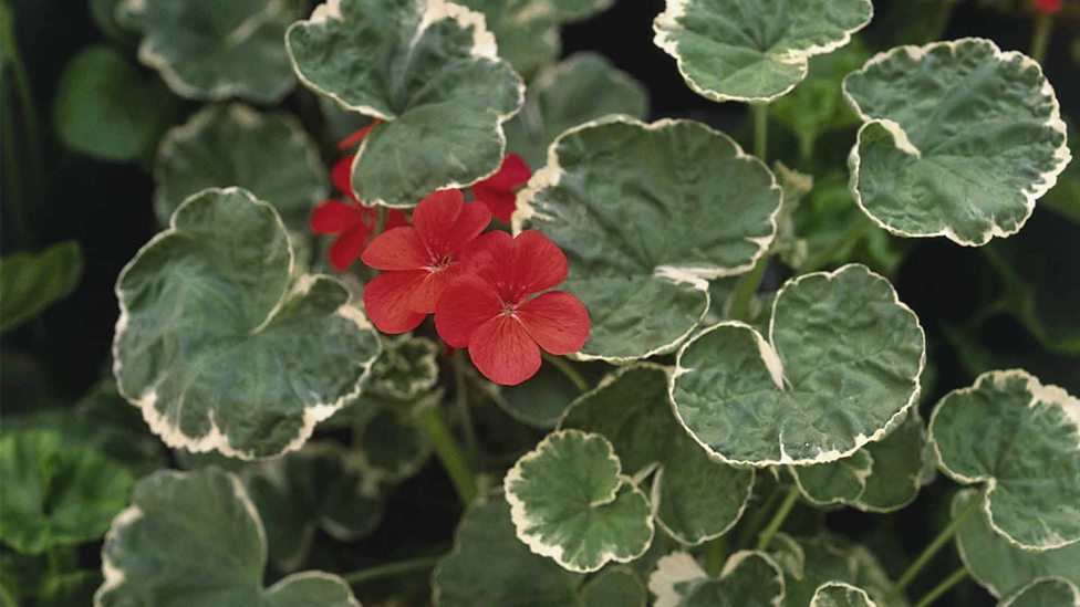 Cell level systems - GCSE Biology (Single Science) - BBC Bitesize