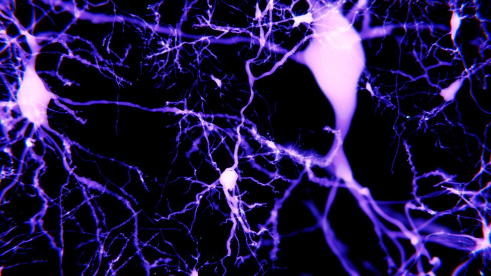 Higher Human Biology - BBC Bitesize