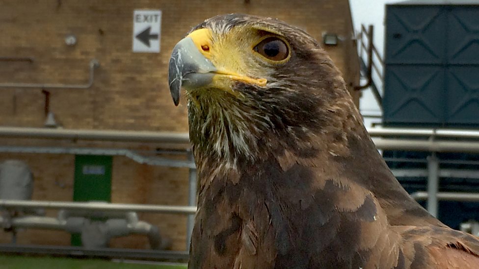 Biodiversity - GCSE Biology (Single Science) - BBC Bitesize