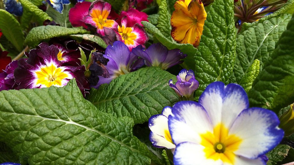 Prescribed practicals - GCSE Combined Science - BBC Bitesize