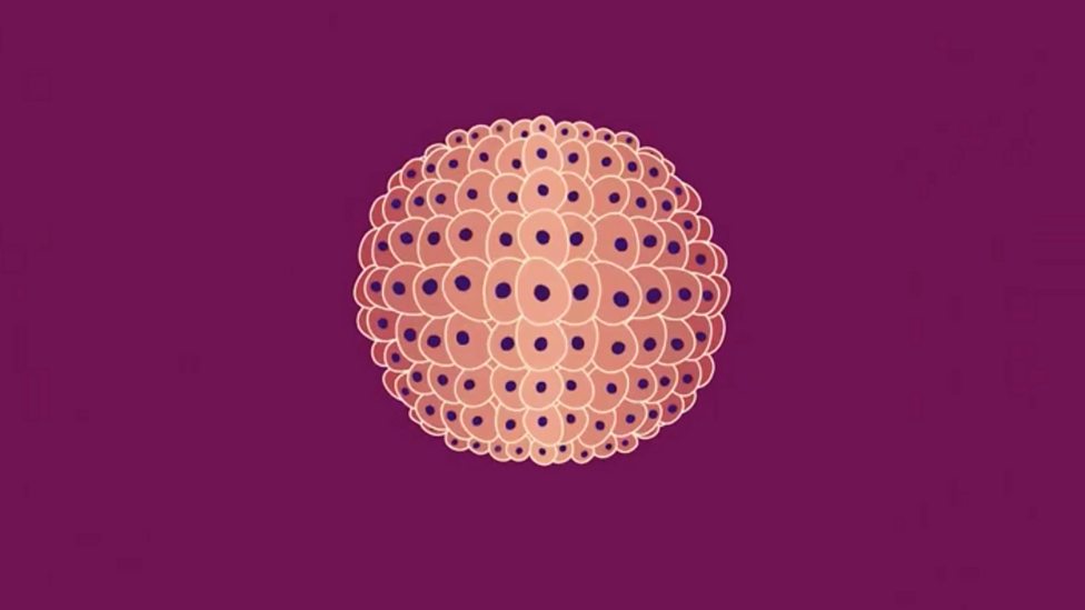 TGAU Bioleg - BBC Bitesize