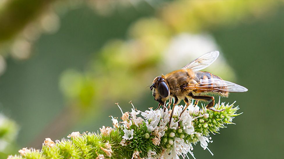 Higher Biology questions - Components of and threats to biodiversity ...