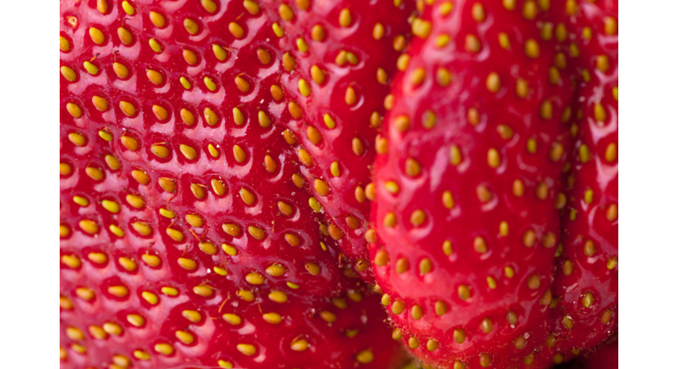 What is close-up photography? | KS2 | Primary - BBC Bitesize