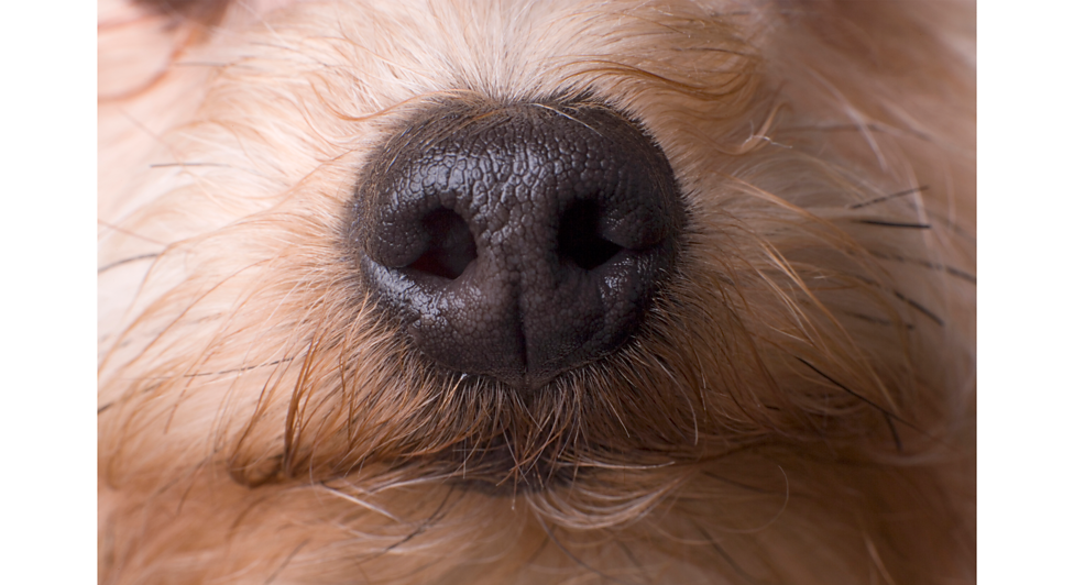 What is close-up photography? | KS2 | Primary - BBC Bitesize