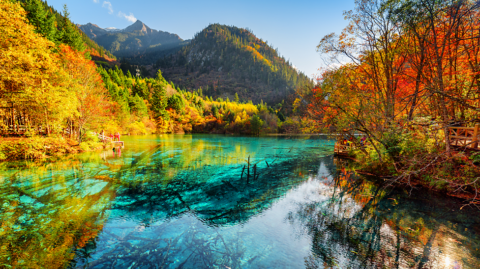 Are these the most fantastic forests from across the globe? - BBC Bitesize