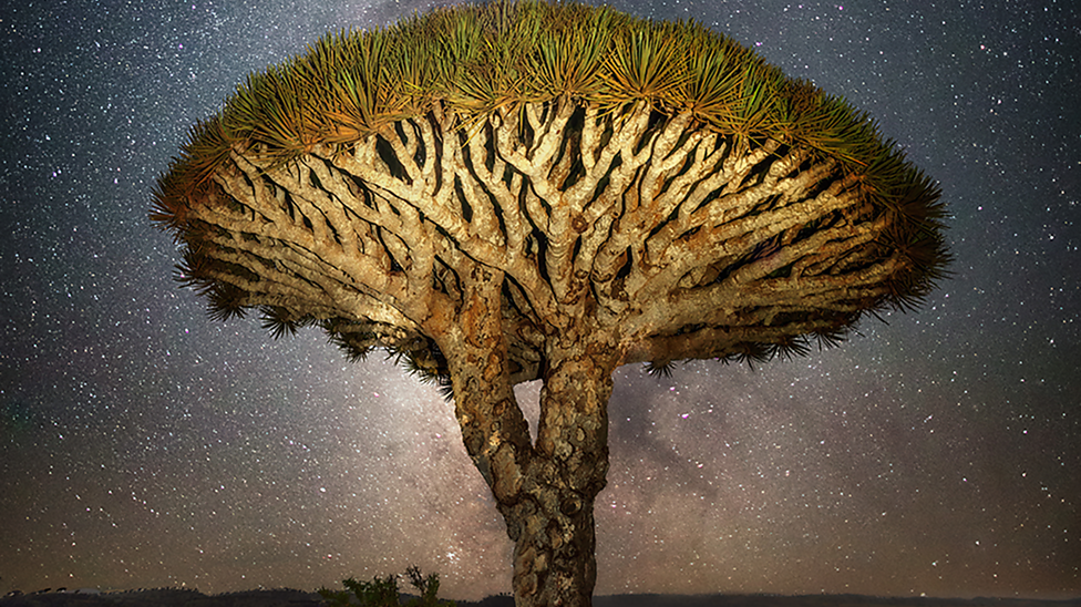 Are these the most fantastic forests from across the globe? - BBC Bitesize