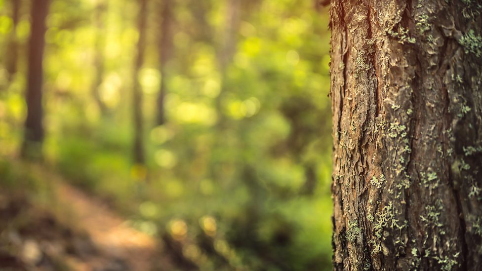 Sensory stories: Let's go out to a forest - BBC Bitesize