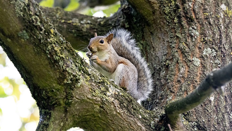 Sensory stories: Let's go out to a forest - BBC Bitesize